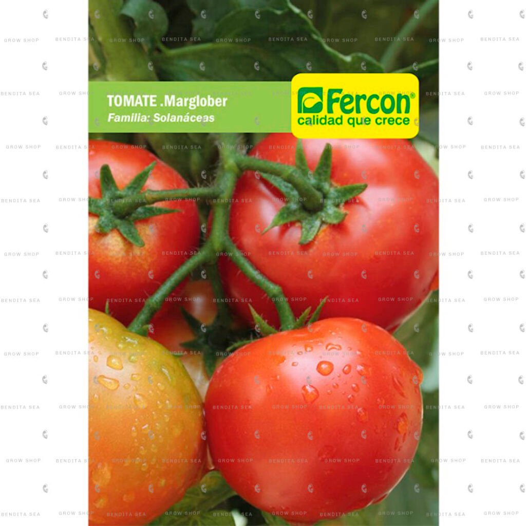 Semillas de Tomate Marglobe Fercon: Cultiva tu Huerto en Casa